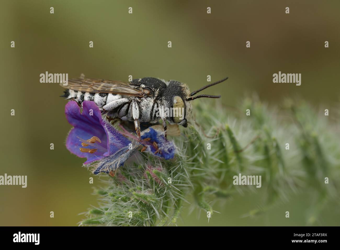 Detailed closeup on a male of a cleptoparasite sharp tailed cuckoo bee ...