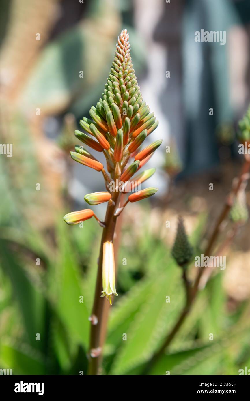 Aloe Vera flowers in bloom Stock Photo - Alamy
