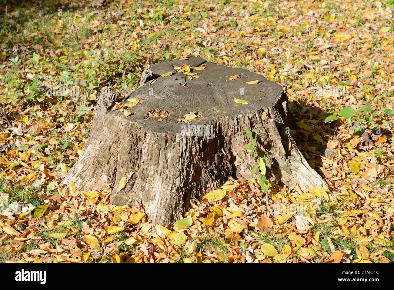 Stump old tree felled hi-res stock photography and images - Alamy