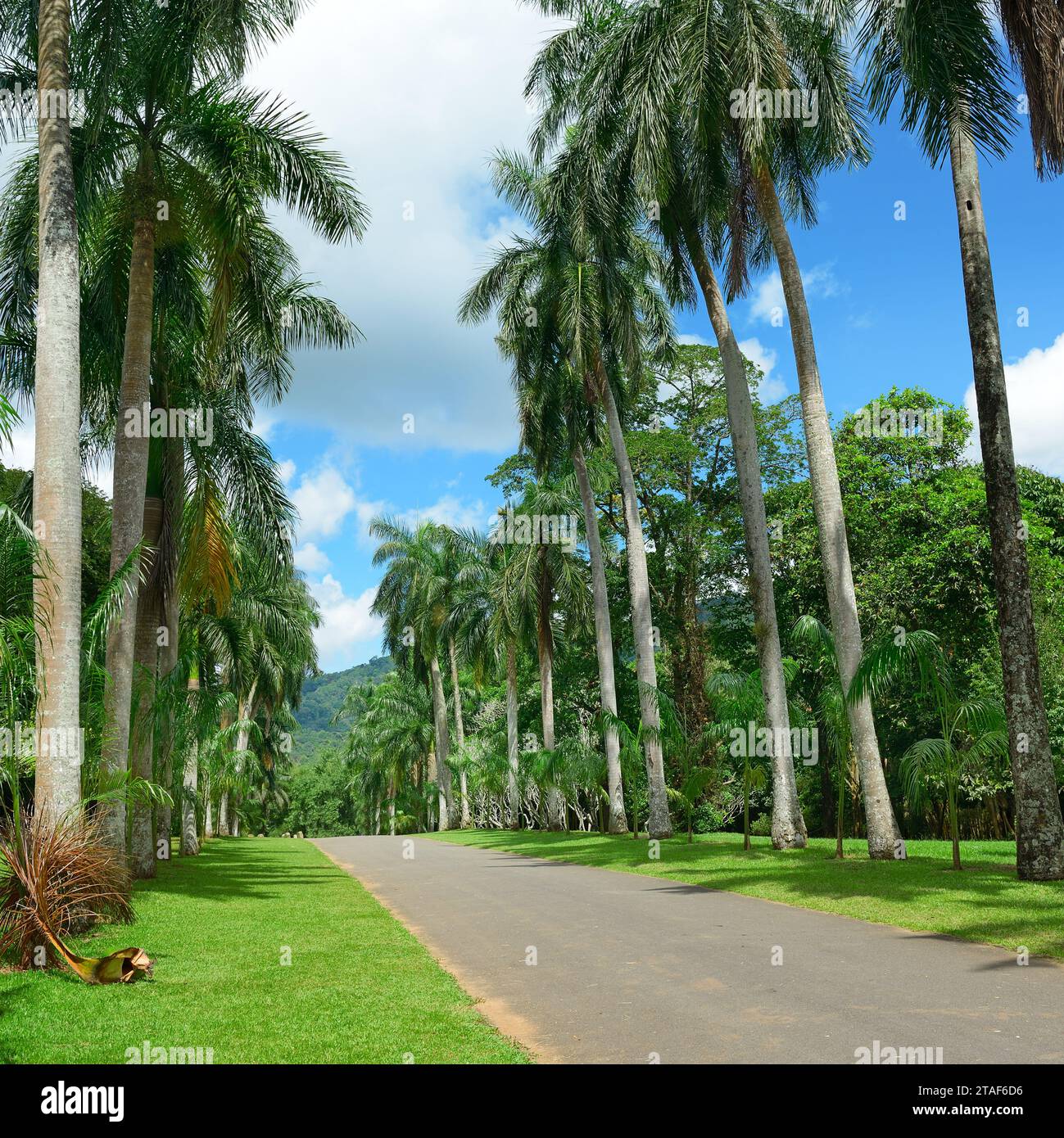 Park lawn grass tall trees hi-res stock photography and images - Alamy