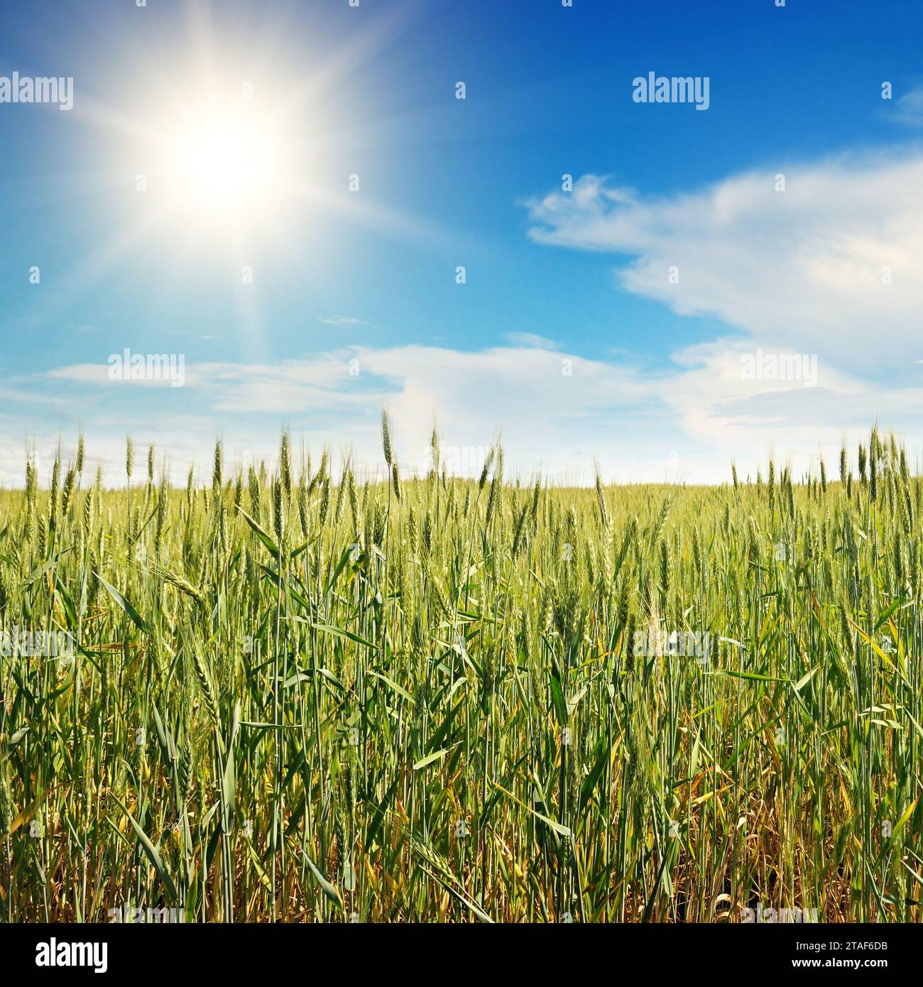 Sun ray over grassland hi-res stock photography and images - Alamy