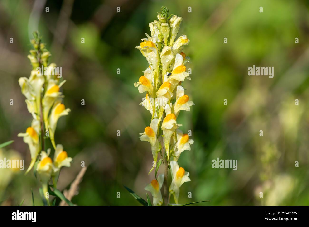 Close up of common toadflax (linuaria vulgaris) flowers in bloom Stock ...