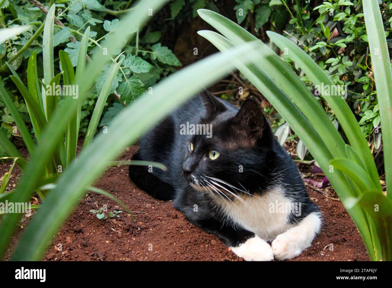 Domestic Cats in Kiambu, Kenya Stock Photo - Alamy