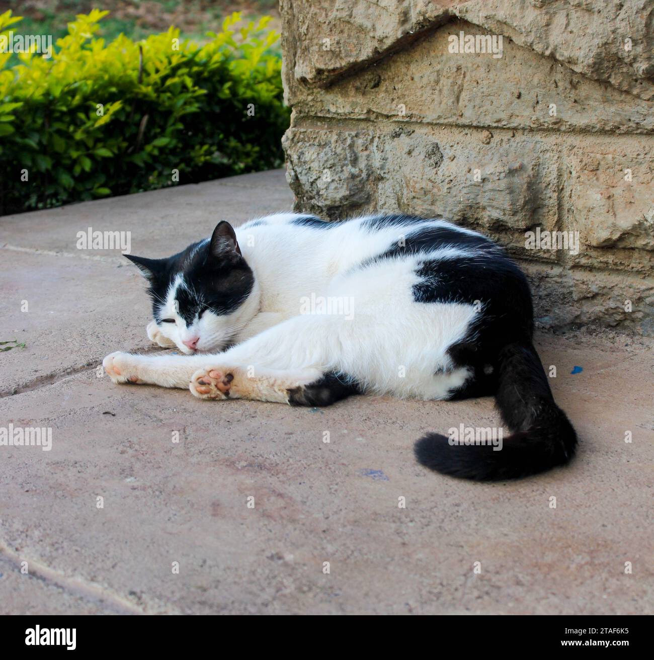 Domestic Cats in Kiambu, Kenya Stock Photo - Alamy