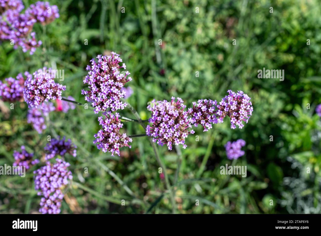 Close up of purpletop vervain (verbena bonariensis) in bloom Stock ...