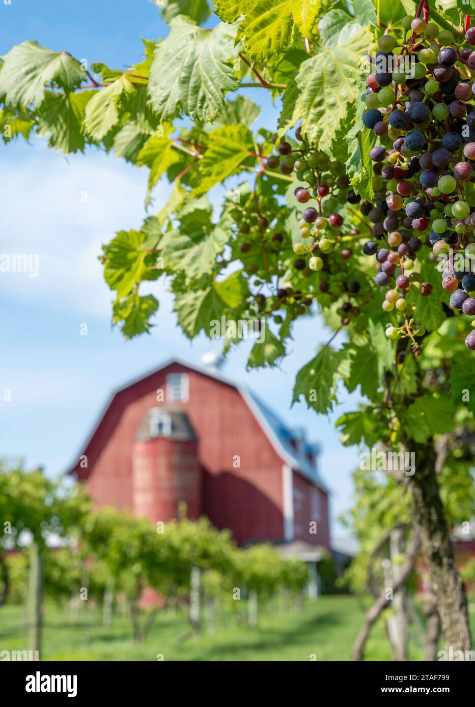 Cluster of grapes and leaves on the growing vine, with blurred red barn ...