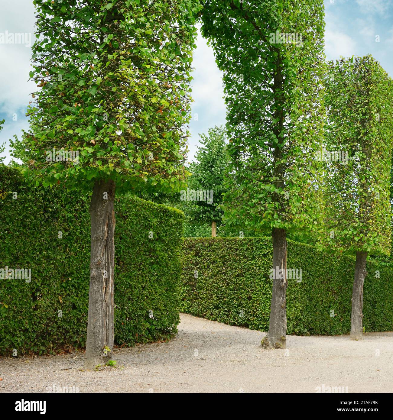 Decorative hedges in the park Stock Photo - Alamy