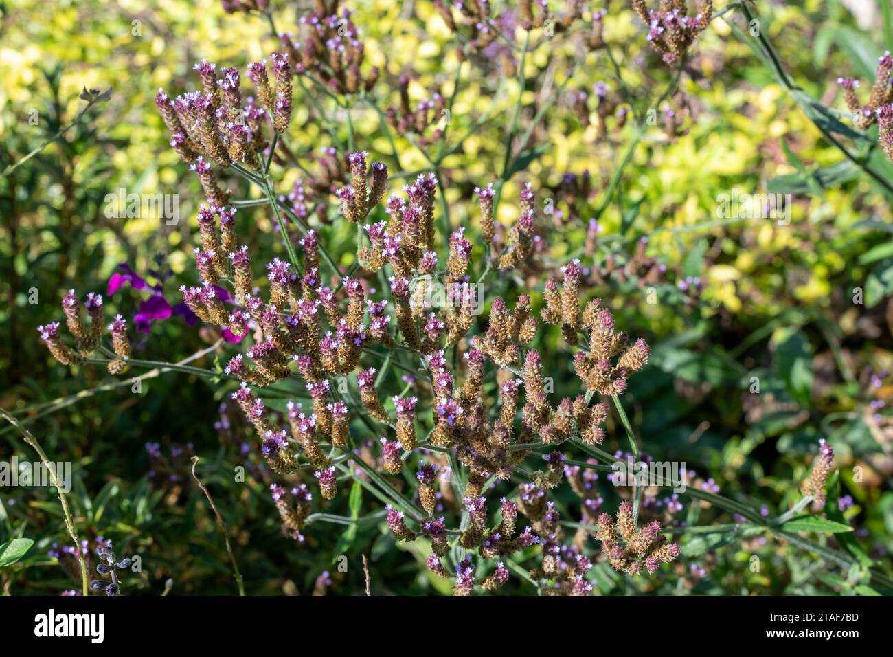 Close up of purpletop vervain (verbena bonariensis) in bloom Stock ...