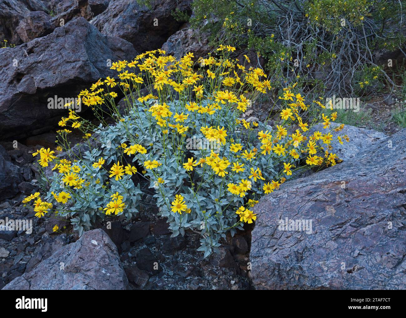 Picacho peak state park wildflowers hi-res stock photography and images ...