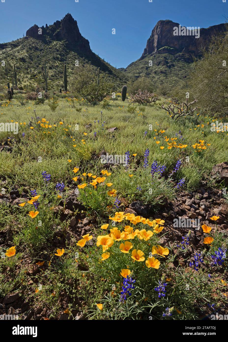 Picacho peak state park wildflowers hi-res stock photography and images ...