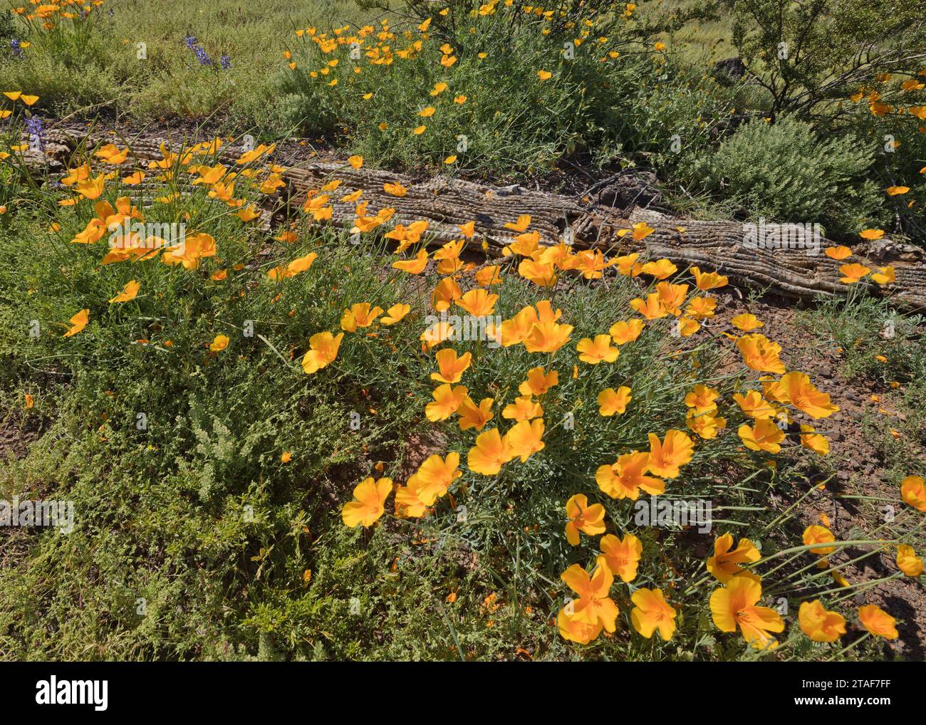 Log h hi-res stock photography and images - Alamy