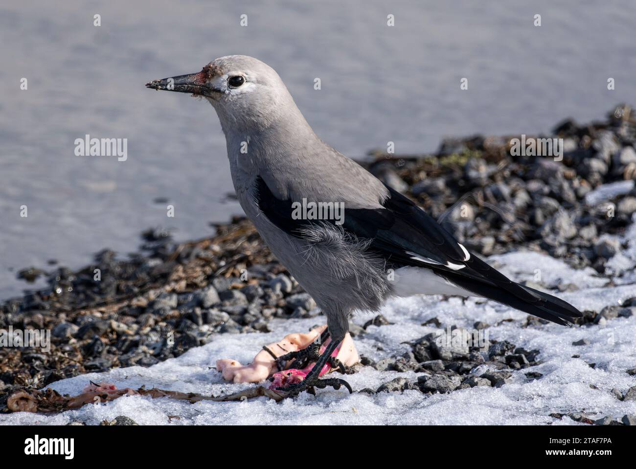 A Clark's nutcracker eats on the shore of Paulina Lake in Oregon Stock ...