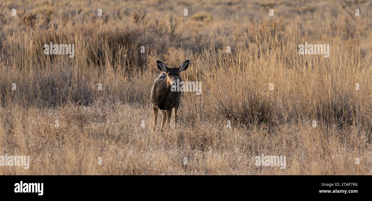 A black-tailed deer (Odocoileus hemionus) at Malheur National Wildlife ...