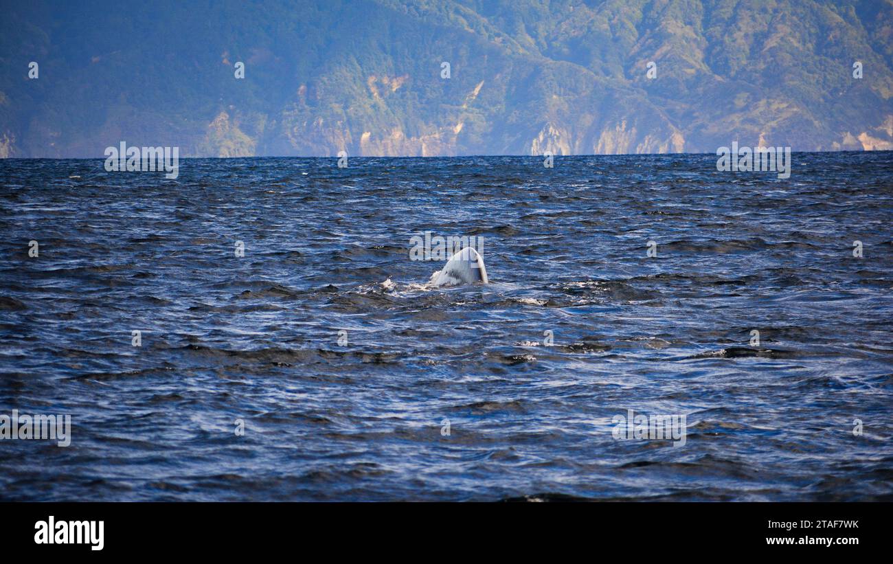 Blue whale on the coast of San Miguel Azores the largest animal on ...