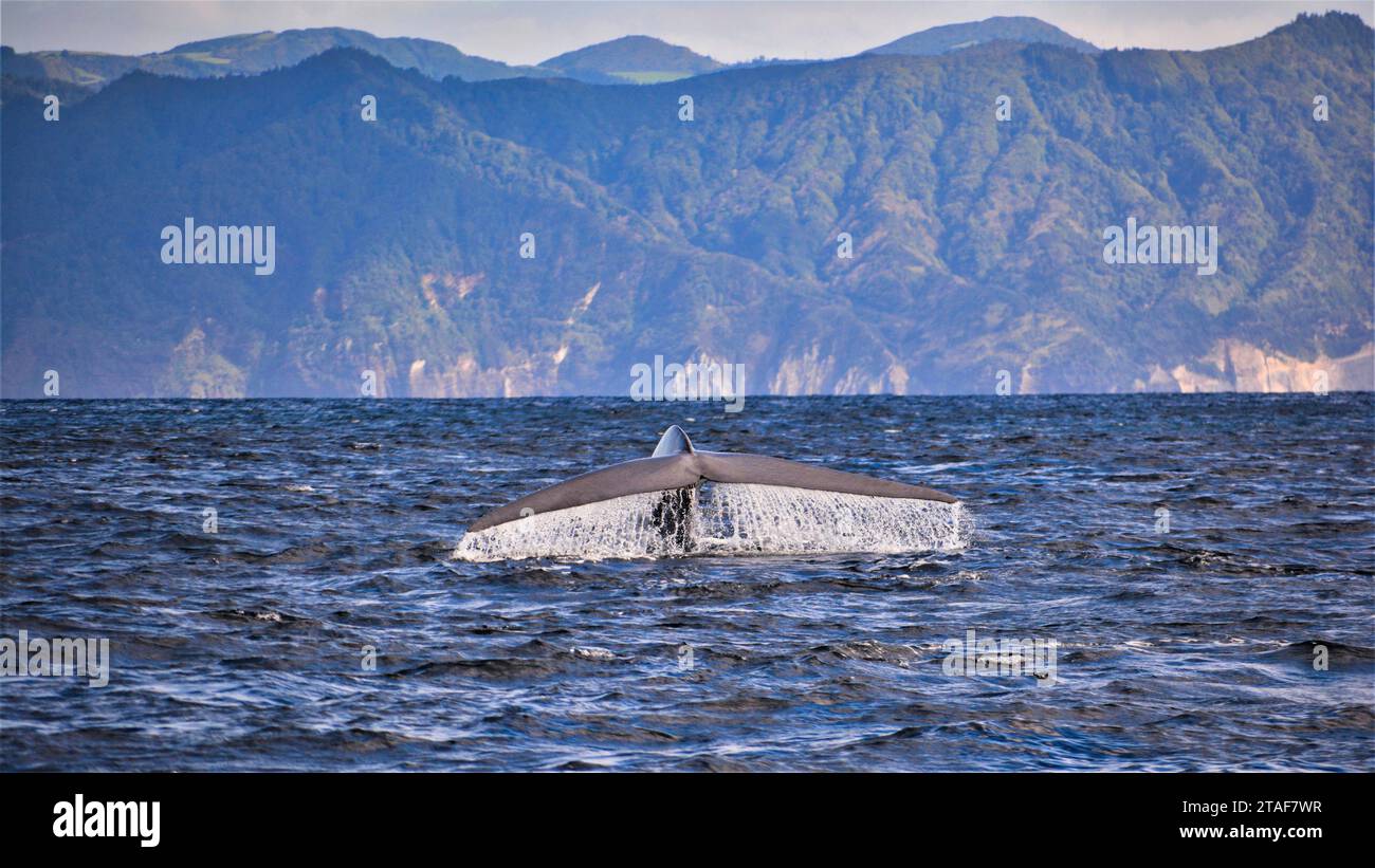 Blue whale on the coast of San Miguel Azores the largest animal on ...