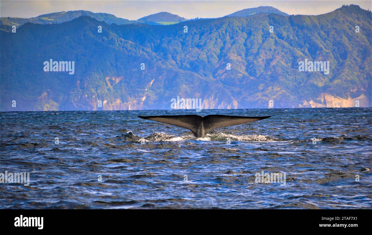 Blue whale on the coast of San Miguel Azores the largest animal on ...