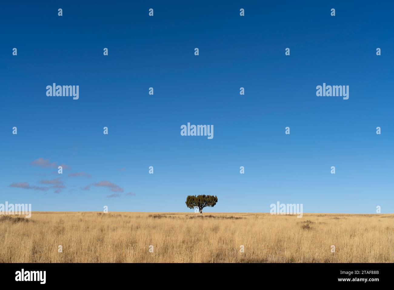 Box elder tree hi-res stock photography and images - Alamy