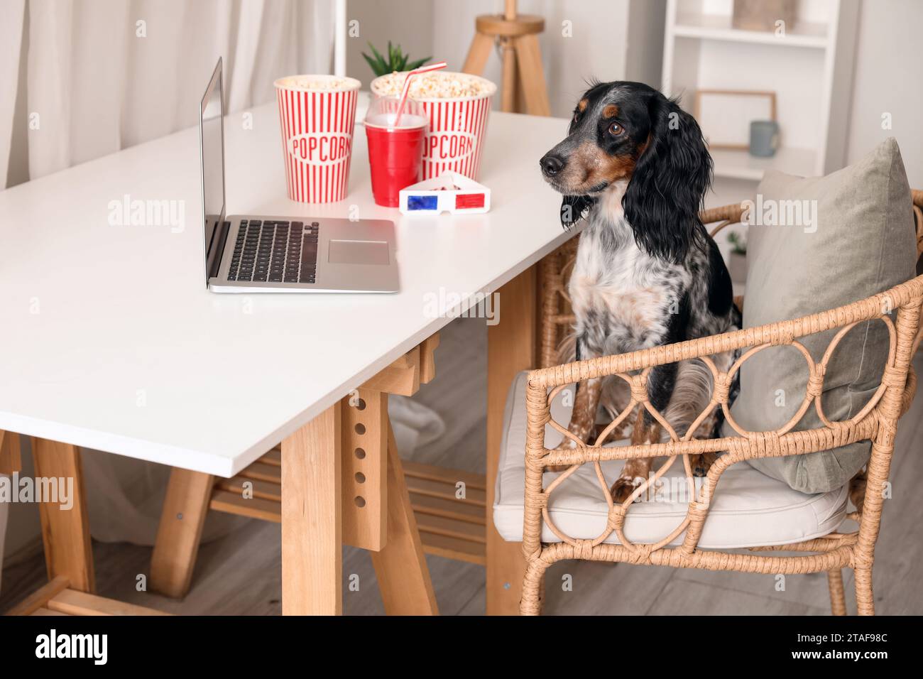 Cute cocker spaniel dog with buckets of popcorn, laptop and 3D cinema glasses sitting on chair ...