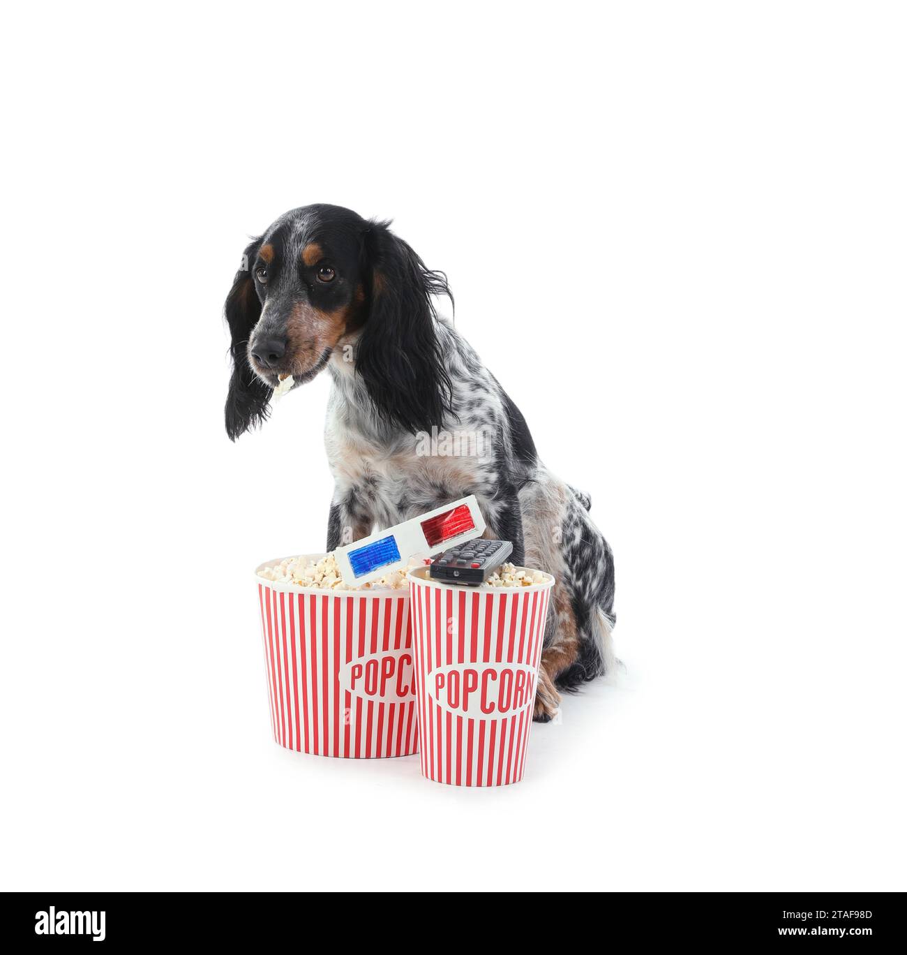 Cute cocker spaniel dog with buckets of popcorn, 3D cinema glasses and ...