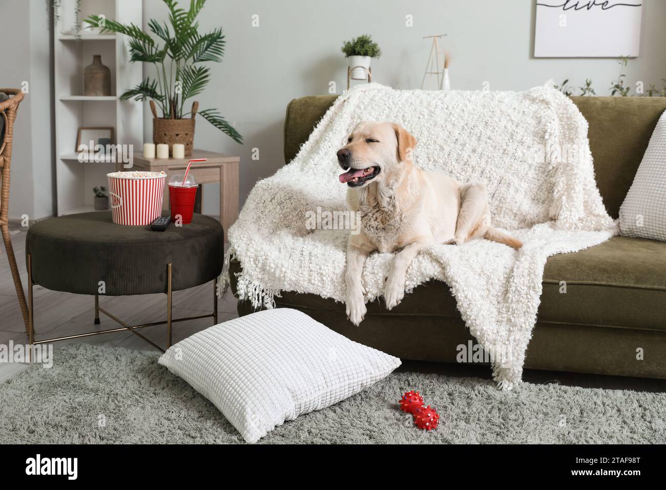 Cute Labrador dog with popcorn bucket, cup of soda and TV remote lying ...