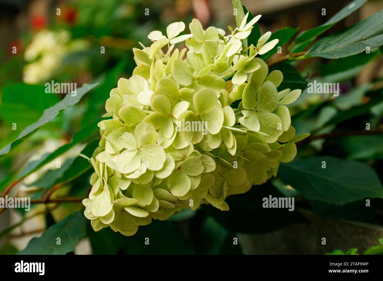 Beautiful hydrangea flowers in garden Stock Photo - Alamy