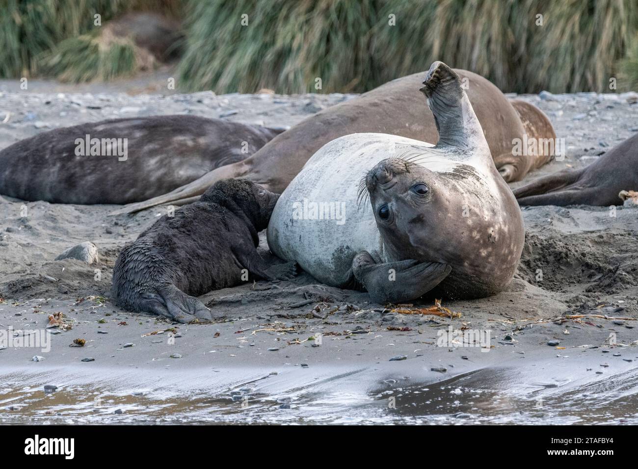 United Kingdom (BOT) South Georgia Island, Ocean Harbor. Female ...
