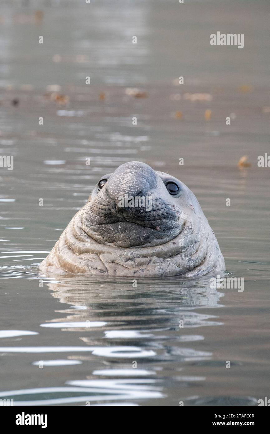 United Kingdom (BOT) South Georgia Island, Ocean Harbor. Male elephant ...
