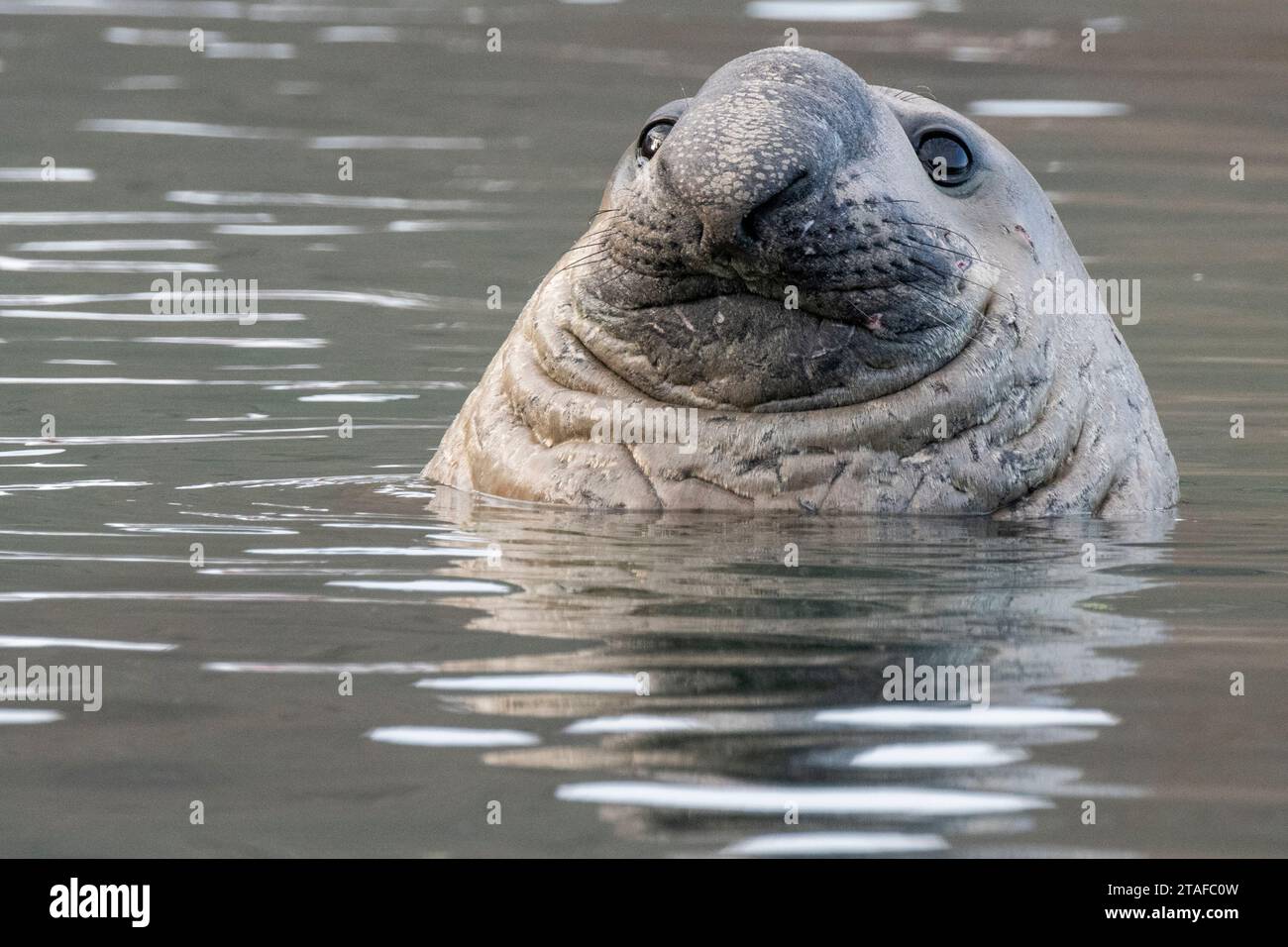 United Kingdom (BOT) South Georgia Island, Ocean Harbor. Male elephant ...