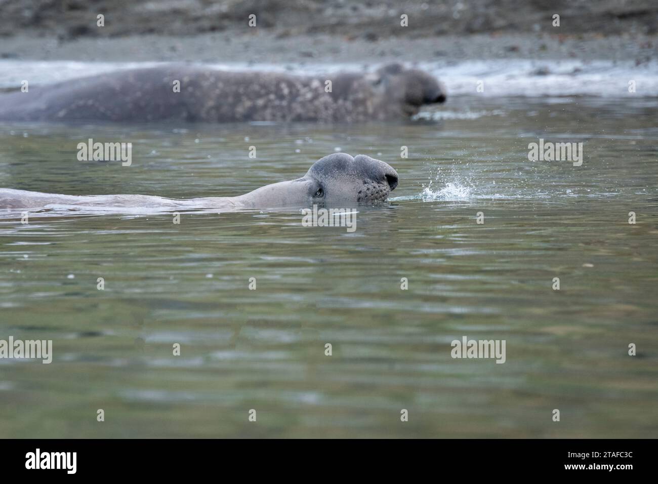 United Kingdom (BOT) South Georgia Island, Ocean Harbor. Male elephant ...