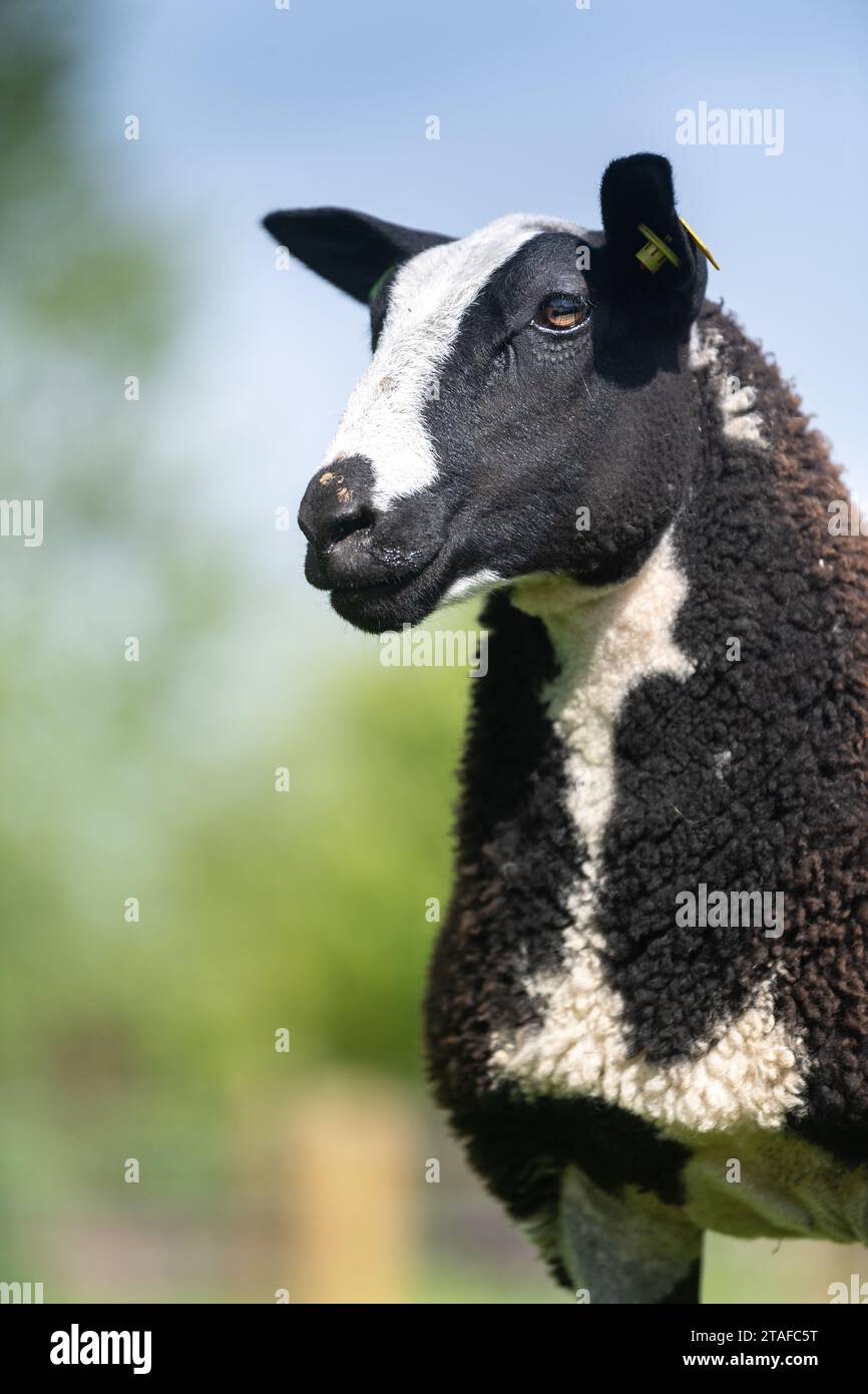 Single pedigree Dutch Spotted sheep in a field. Cumbria, UK Stock Photo ...
