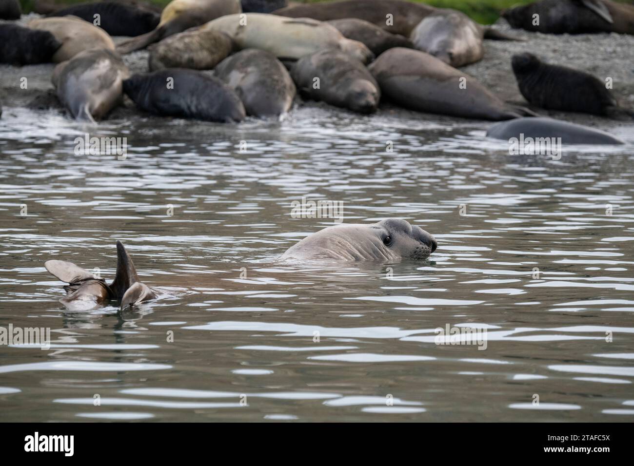 United Kingdom (BOT) South Georgia Island, Ocean Harbor. Male elephant ...