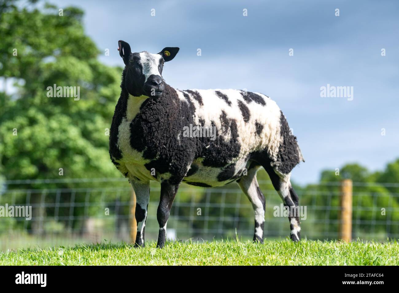 Single pedigree Dutch Spotted sheep in a field. Cumbria, UK Stock Photo ...