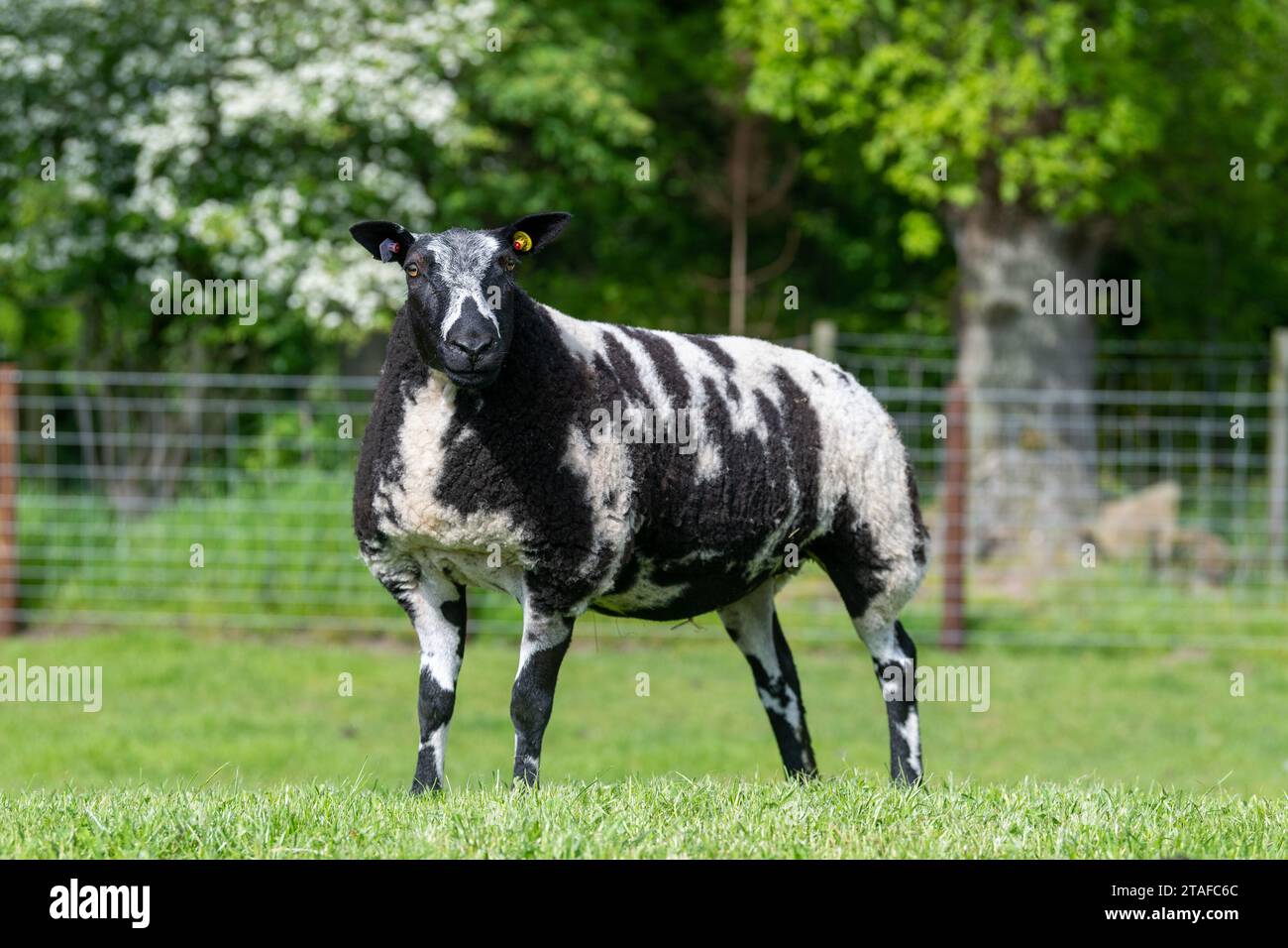 Single pedigree Dutch Spotted sheep in a field. Cumbria, UK Stock Photo ...
