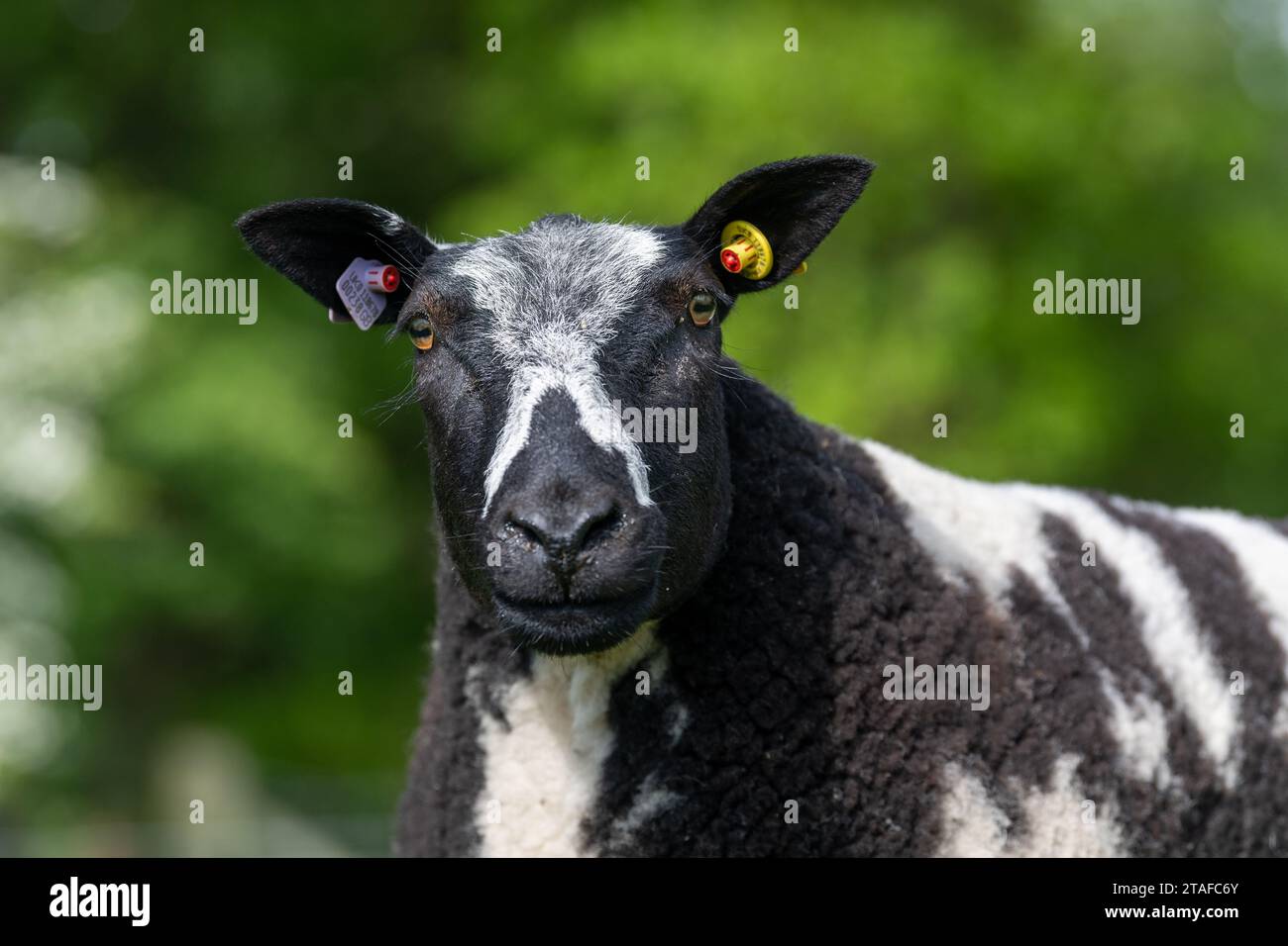 Single pedigree Dutch Spotted sheep in a field. Cumbria, UK Stock Photo ...