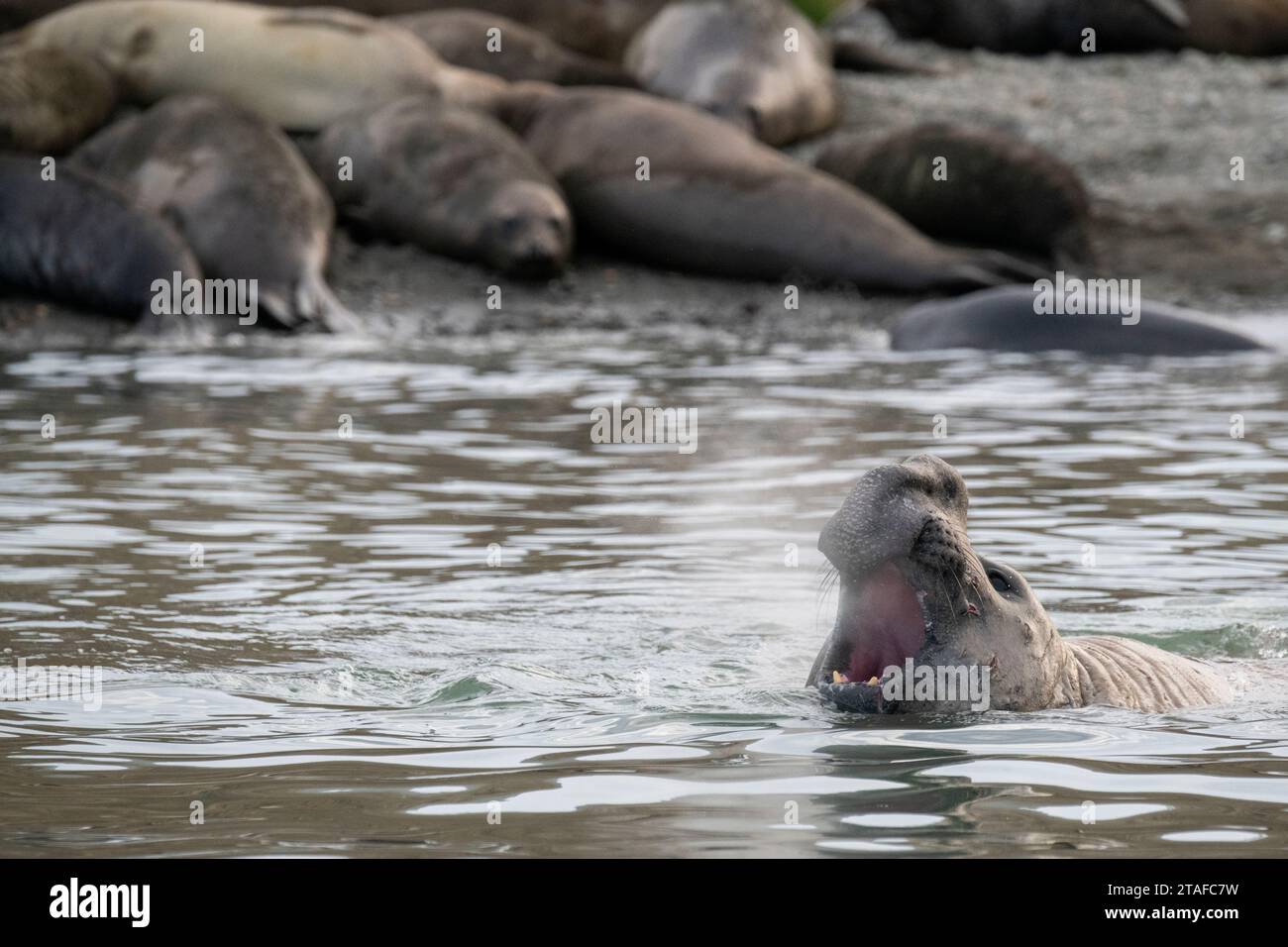 United Kingdom (BOT) South Georgia Island, Ocean Harbor. Male elephant ...