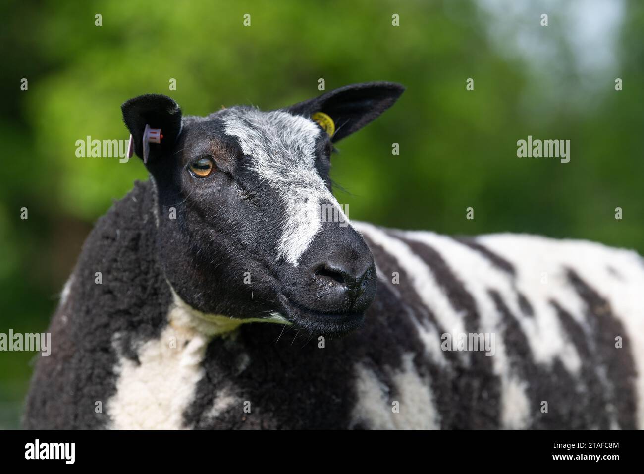 Single pedigree Dutch Spotted sheep in a field. Cumbria, UK Stock Photo ...