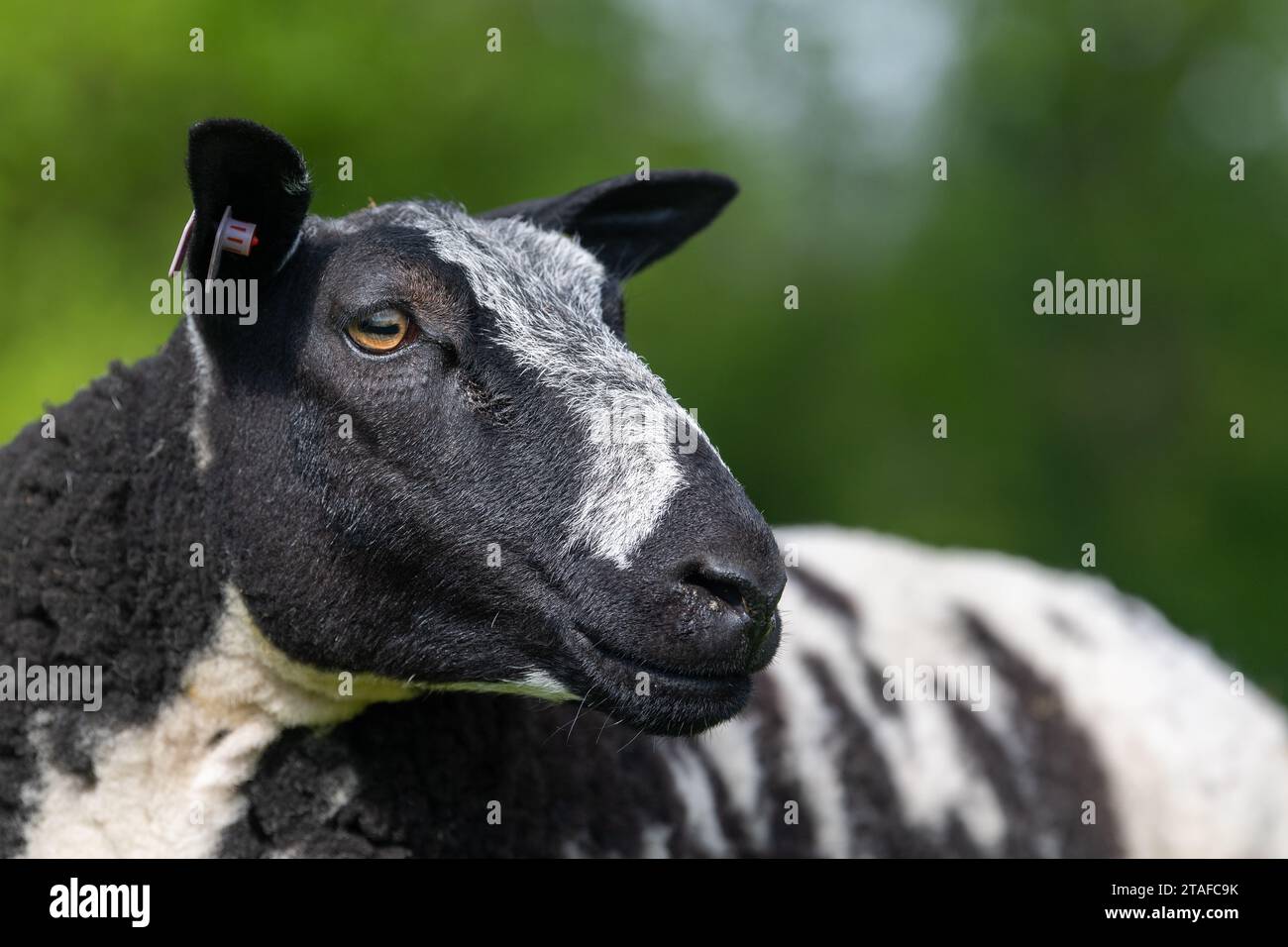 Single pedigree Dutch Spotted sheep in a field. Cumbria, UK Stock Photo ...