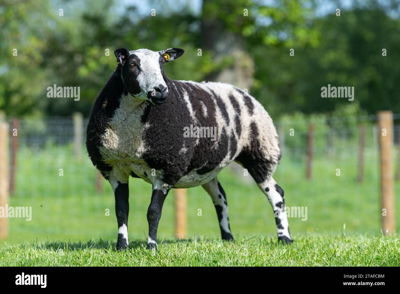 Single pedigree Dutch Spotted sheep in a field. Cumbria, UK Stock Photo ...
