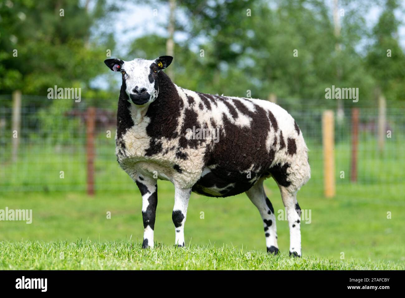 Single pedigree Dutch Spotted sheep in a field. Cumbria, UK Stock Photo ...