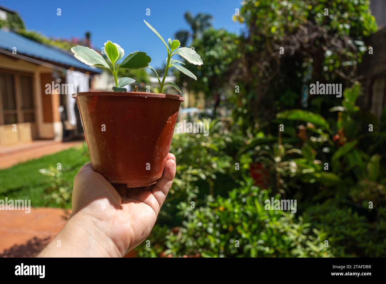 Maceta planta hi-res stock photography and images - Alamy