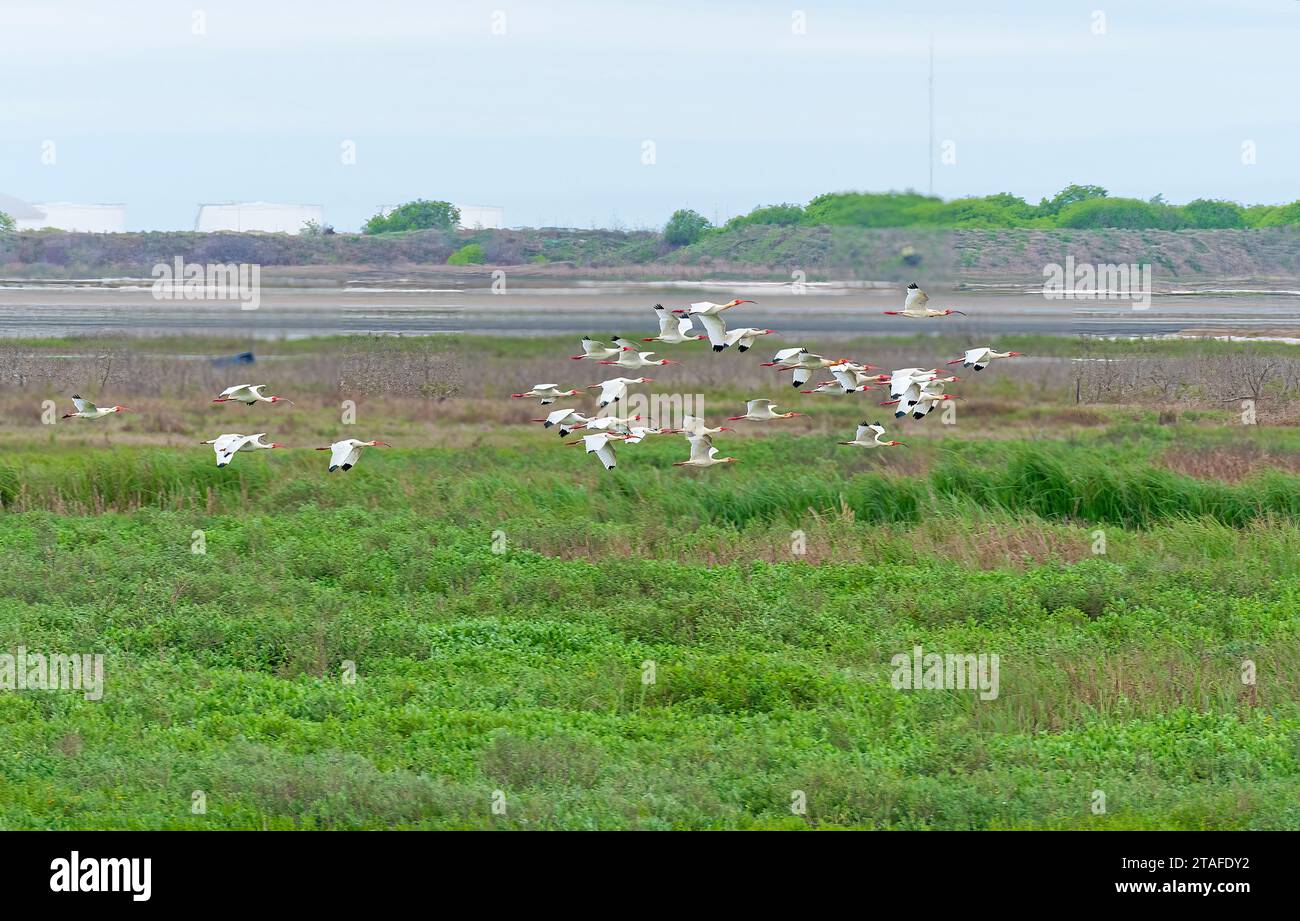 A Flock of White Ibis in Flight at the Port Aransas Birding Center in ...