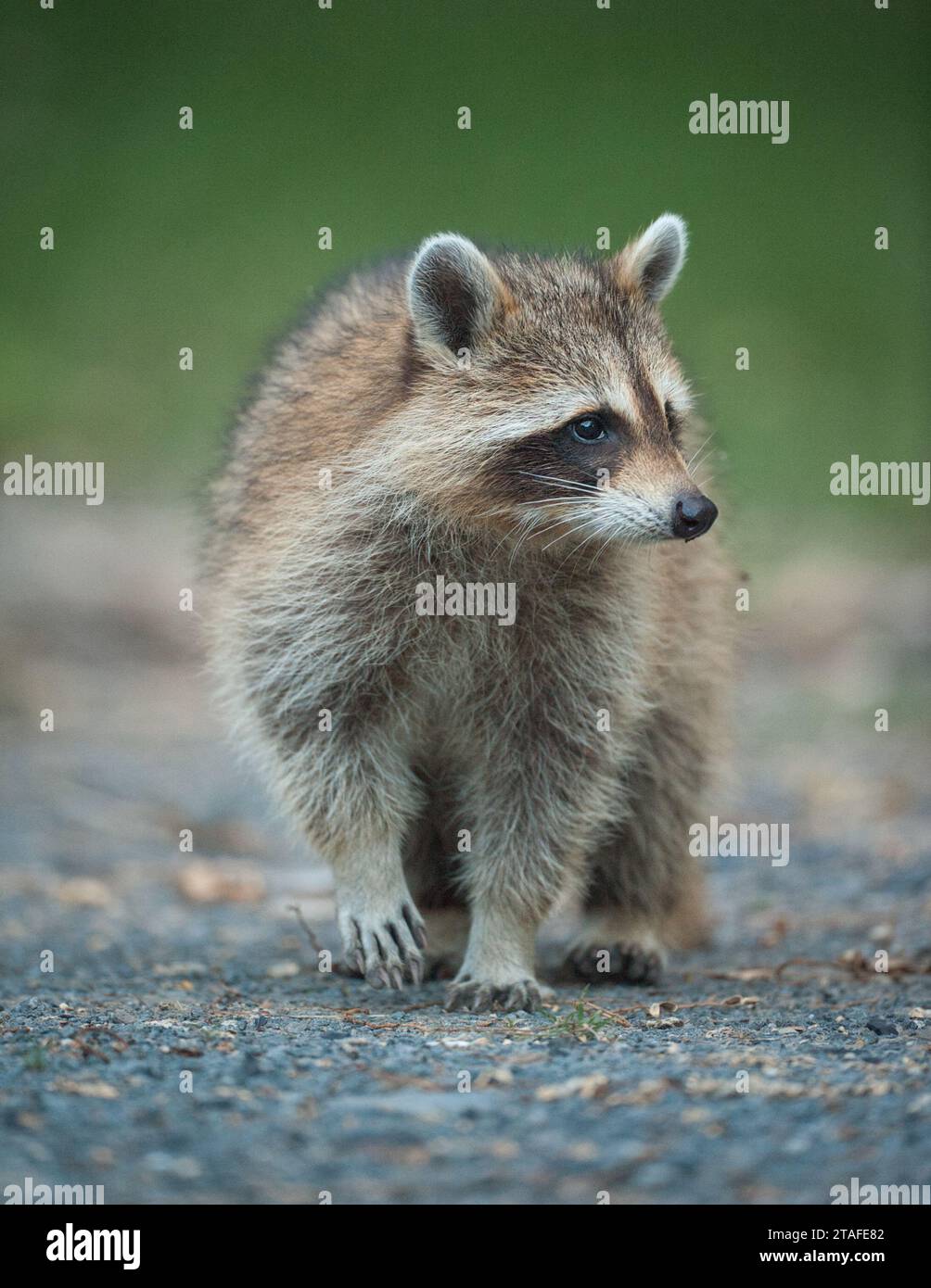 Northern raccoon hi-res stock photography and images - Alamy