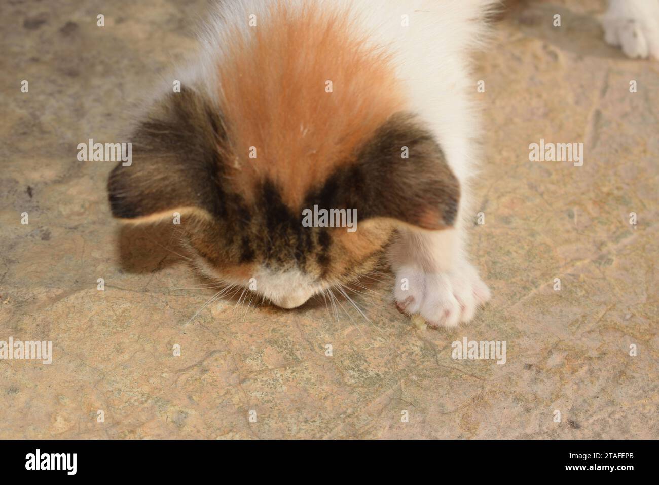 raw non edited photo of close up shot with natural light of kitten ...