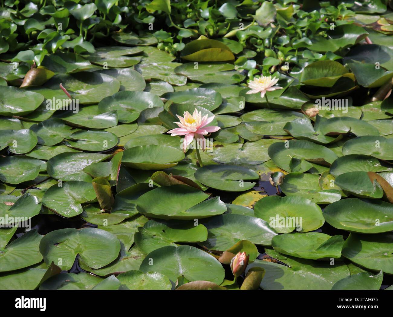 Cluster of lilies hi-res stock photography and images - Alamy