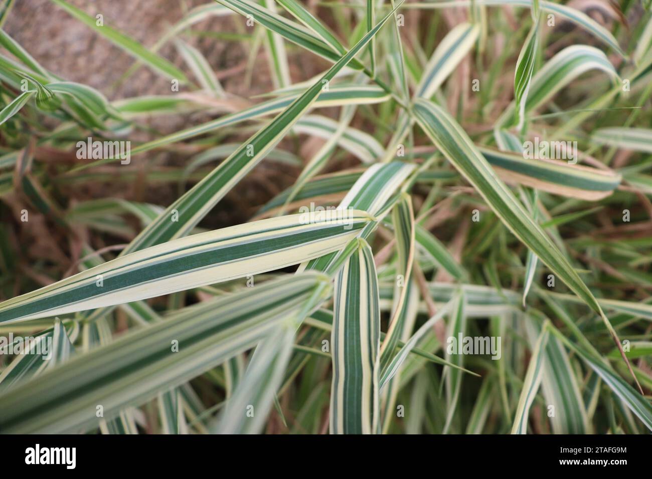 Variegated ornamental grass hi-res stock photography and images - Alamy
