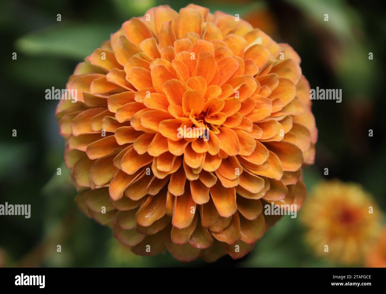 Marigold cempasuchil in mexican hi-res stock photography and images - Alamy