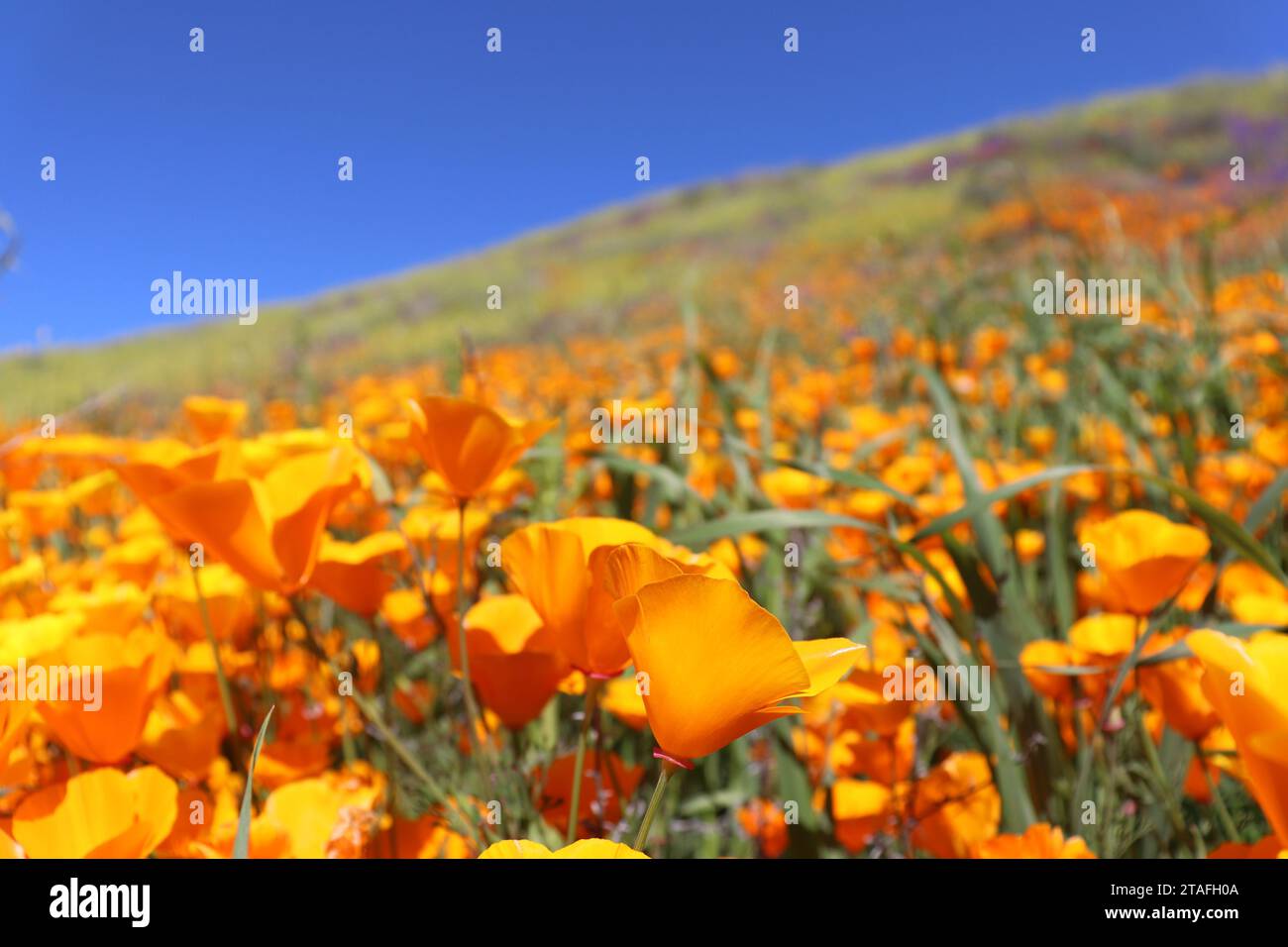 Natures color explosion hi-res stock photography and images - Alamy