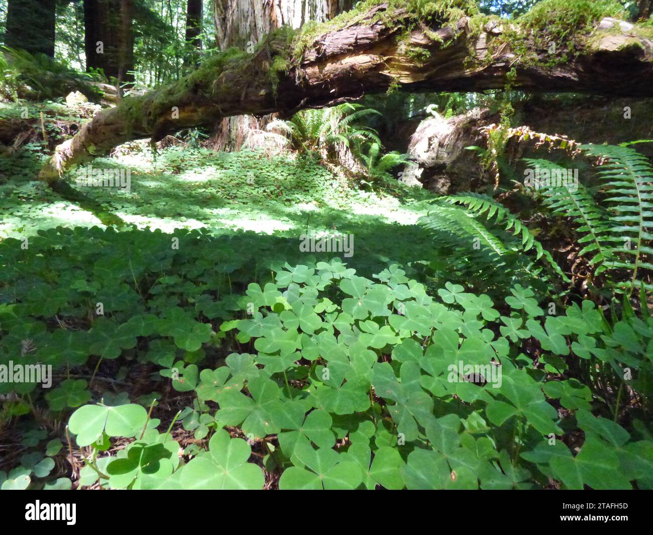 Scenic undergrowth hi-res stock photography and images - Alamy