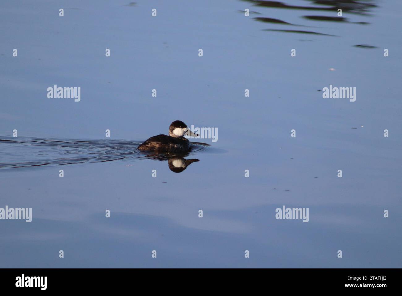 Ruddy Duck Reflection Stock Photo - Alamy