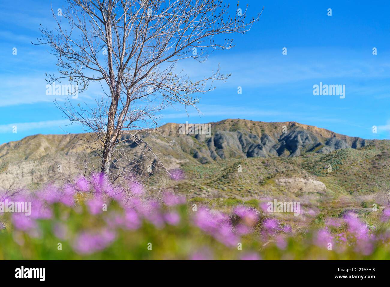 Purple california wildflowers hi-res stock photography and images - Alamy